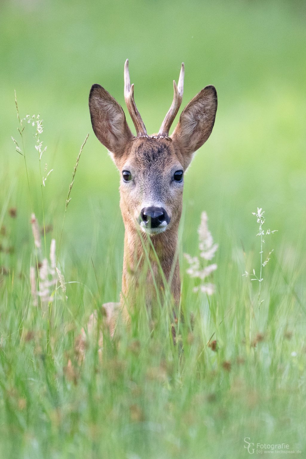 Rehwild - Steckbrief • Naturfotografie - Sebastian Grell