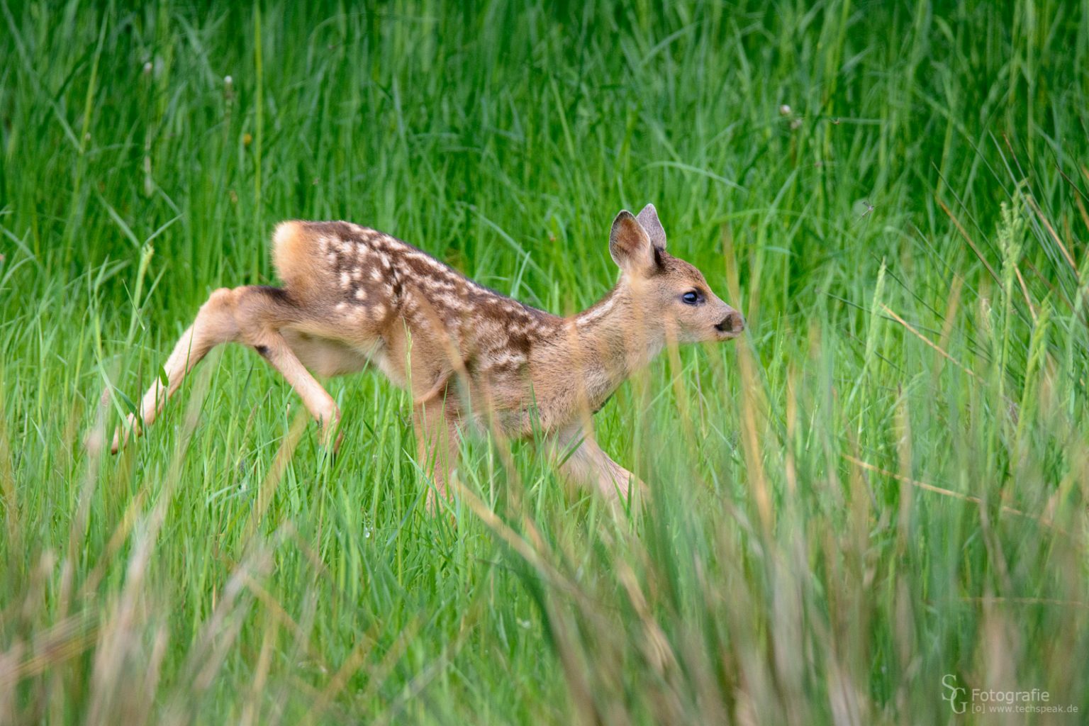 Rehwild - Steckbrief • Naturfotografie - Sebastian Grell