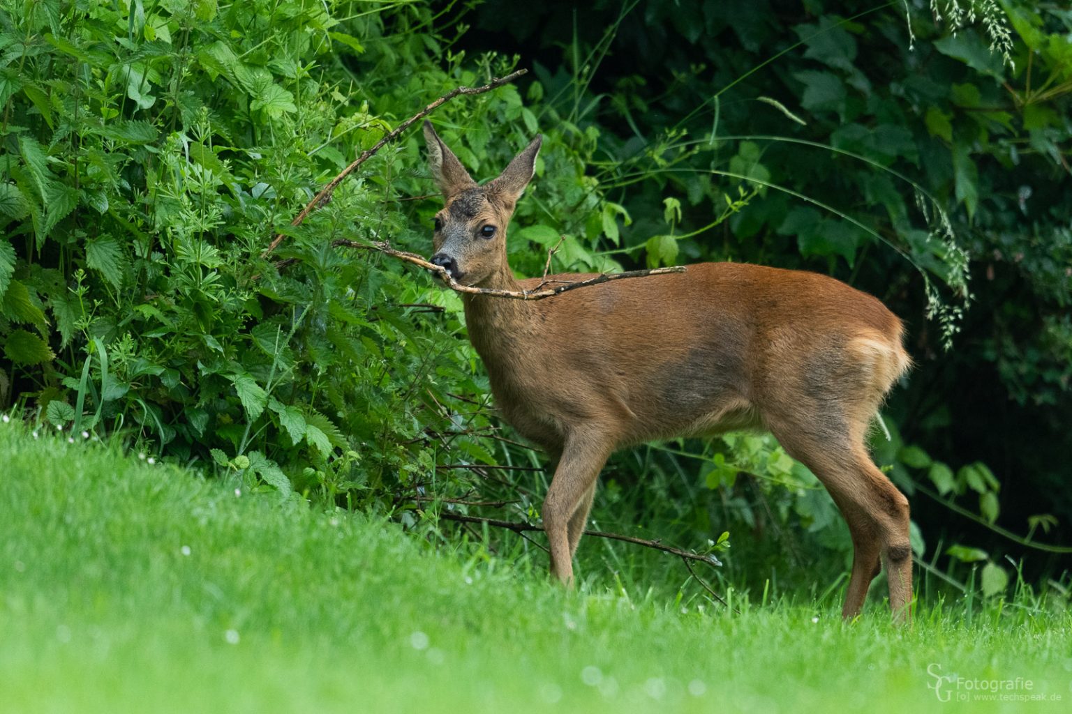 Rehwild - Steckbrief • Naturfotografie - Sebastian Grell