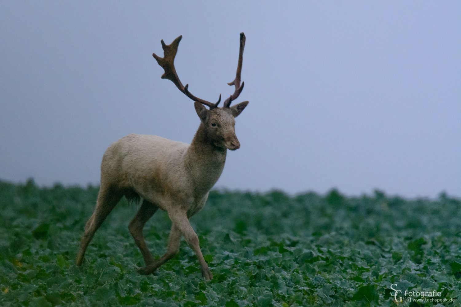 Damwild - Steckbrief • Naturfotografie - Sebastian Grell
